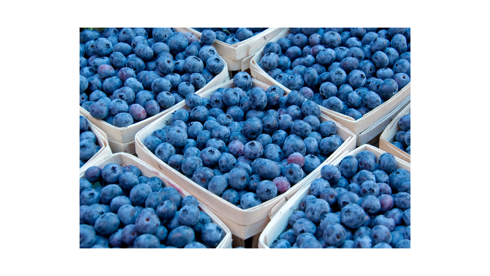 The Powerful Advantages of Sourcing Organic Blueberries from Peru - PFG ...