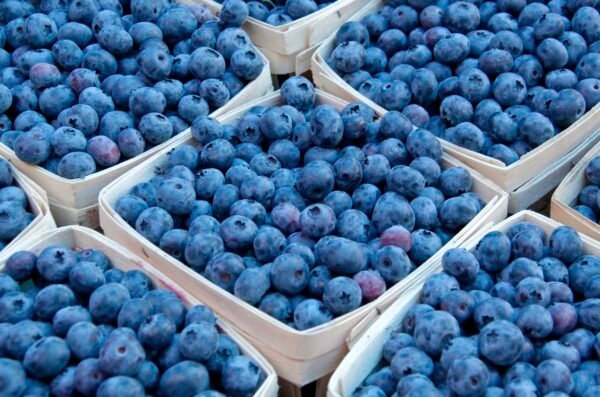 The Powerful Advantages of Sourcing Organic Blueberries from Peru - PFG ...